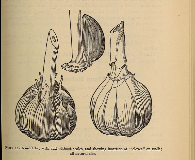Garlic, Potatoes and Swords: Nineteenth-Century Quarantine at Sea ...